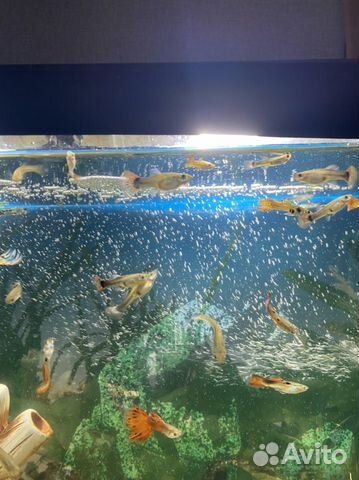 Подростки гуппи