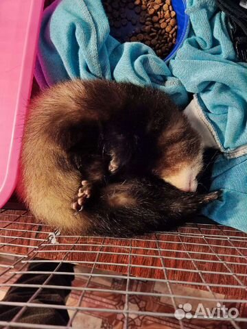 Вязка хорька(девочка)