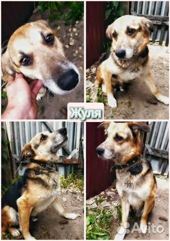 Собака Жуля ждет любящее сердце