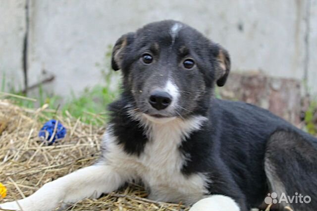 Ласковый умница щенок Крис будет небольшим