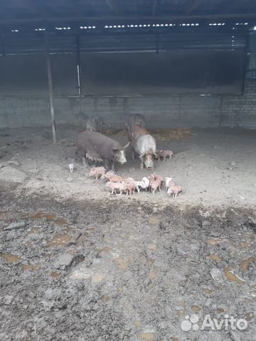 Продаю поросят