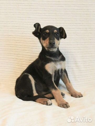 Марк- крупный щенок