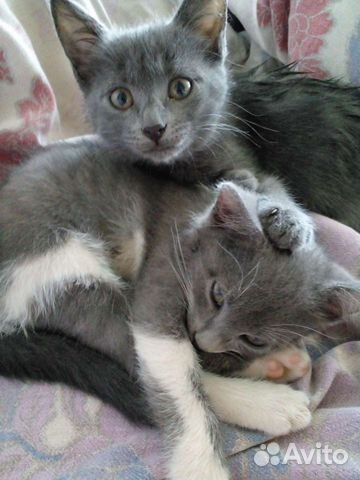 Русская голубая