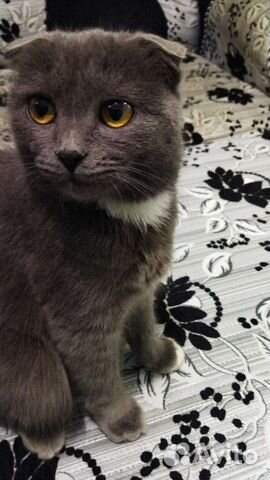 Кошка