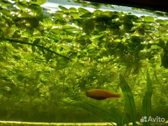 Пистия и ряска