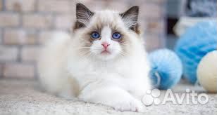Котята регдолл