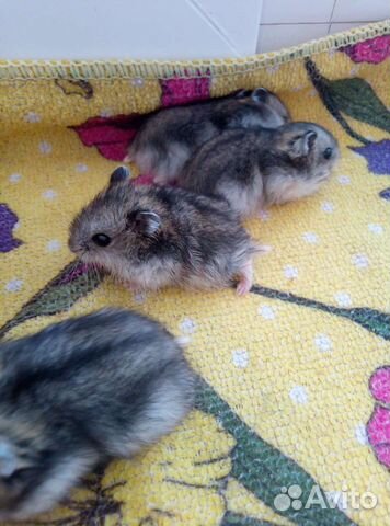 Джунгарский хомяк