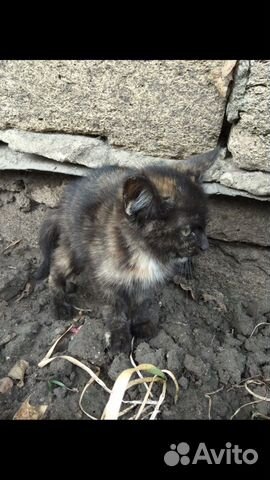 Котята в добрые руки бесплатно