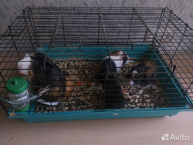 Морская свинка