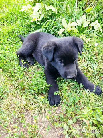 Щенки немецкой овчарки черные