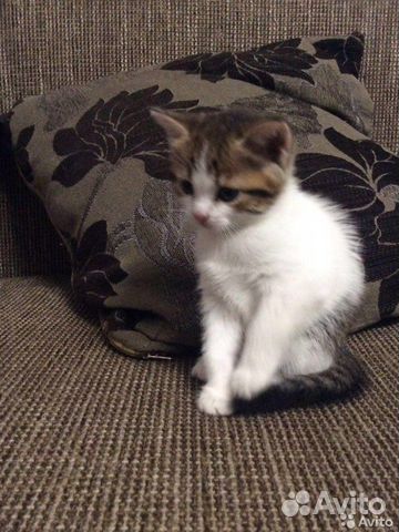 Котята в дар бесплатно девочки