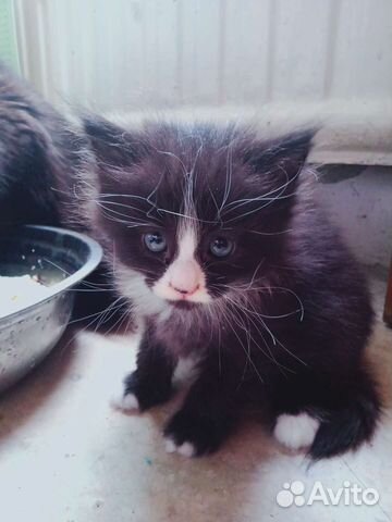 Отдам черных котят и одного беленького котика