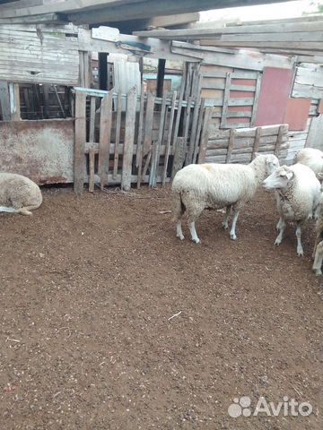 Овцы котные 20 штук