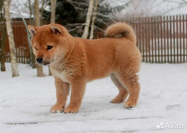 Сиба ину Мишуко