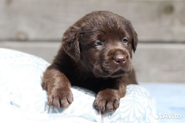 Шоколадные девочки