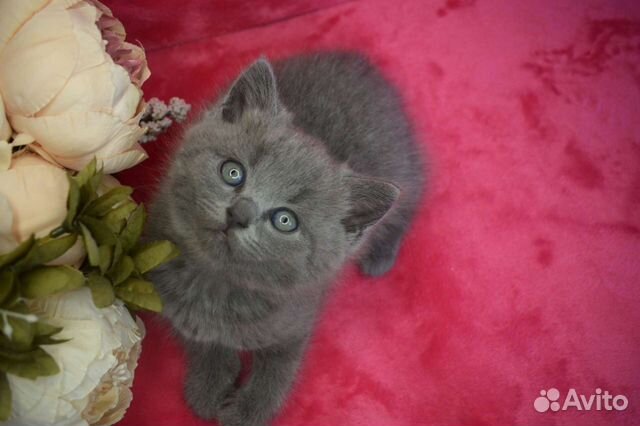 Британский котенок девочка