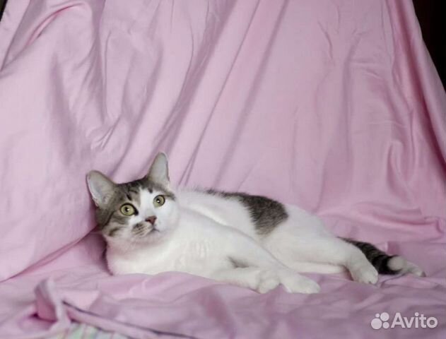 Котик Масик