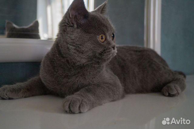 Британская кошечка