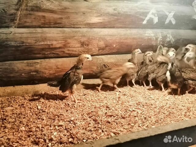 Петушки на мясо суповые, месячные п