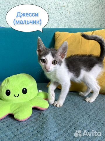 Котенок, кот