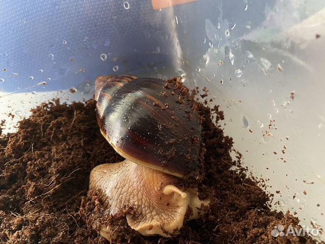 Улитка ахатина