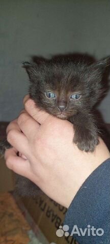 Британская с сиамской