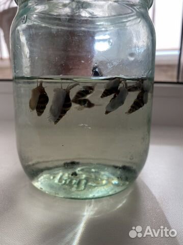 Улитка Хелена