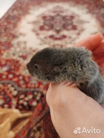 Восточная слепушонка. Грызун