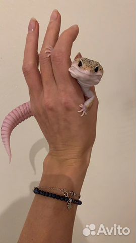 Эублефар мальчик