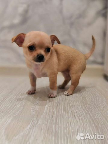 Чихуахуа щенок девочка