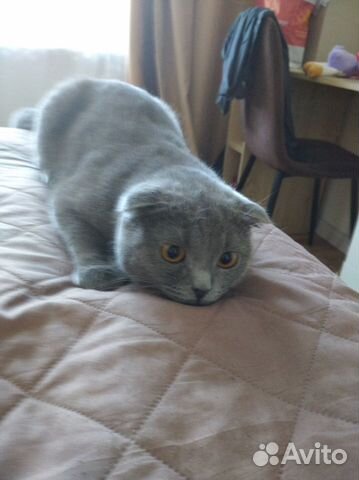Ищем жениха