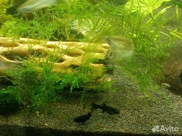 Мальки Молли