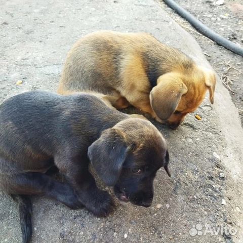 Две девочки 2,5 мес