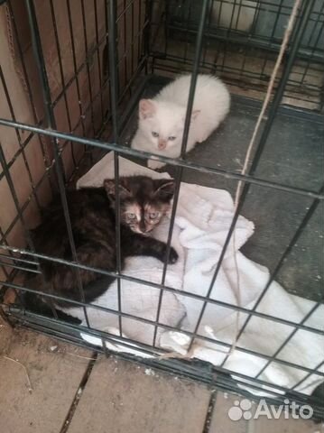 Котята в дар