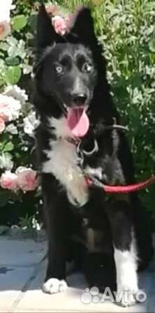 Метис в добрые руки