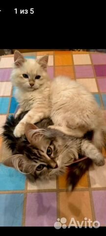 Сибирские котята