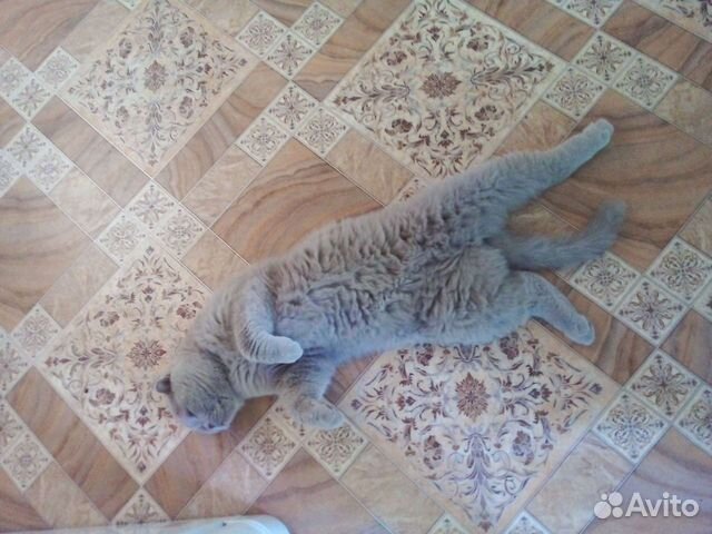Кот-Мотя