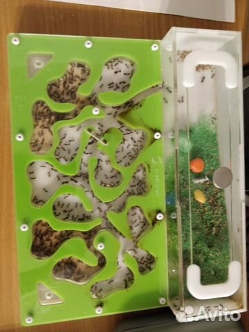 Муравьиная ферма с муравьями