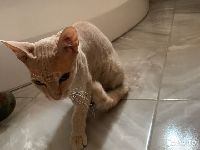 Метис донского свинкса