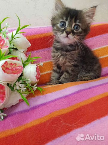 Котёнок мальчик Мики