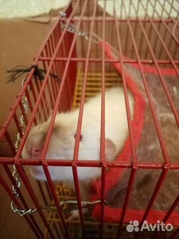 Крыса в дар