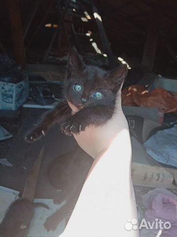 Кошка