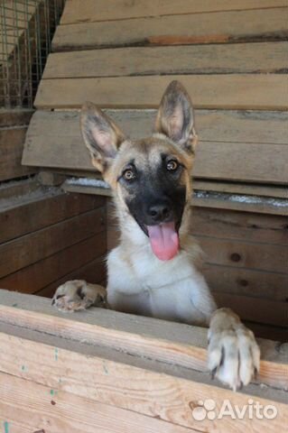 Собака щенок малинуа в добрые руки