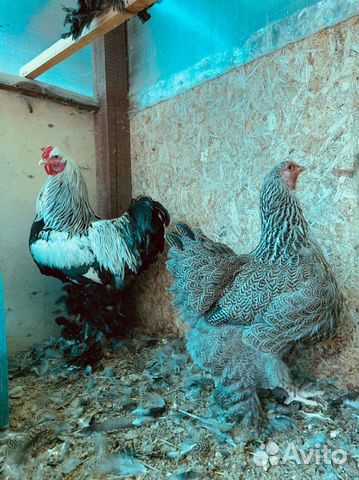 Семьи Леггорн, Австралорп, Брама, Кохинхин. Петушк