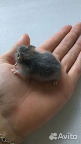 Джунгарский хомяк