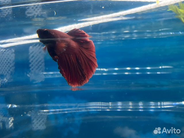 Рыба петушок