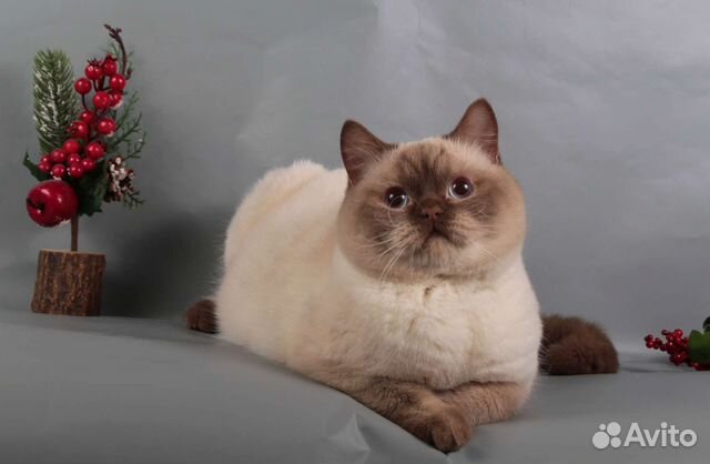 Сладкий британский котик