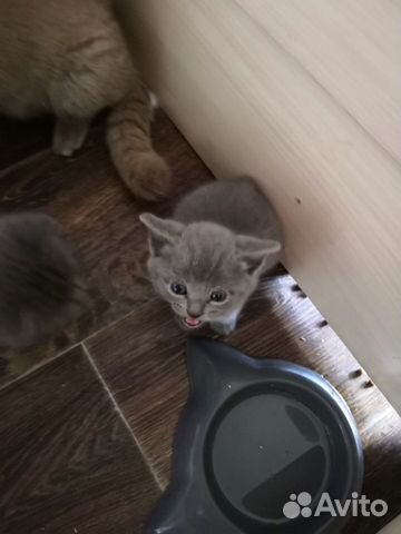 Отдадим котят от шотландской кошки в добрые руки