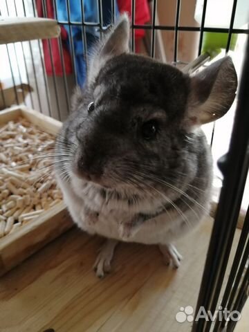 Шиншиллята