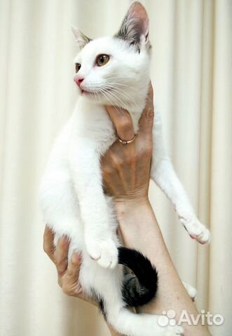 Белый котенок, мальчик, Ростов, Советский р-он